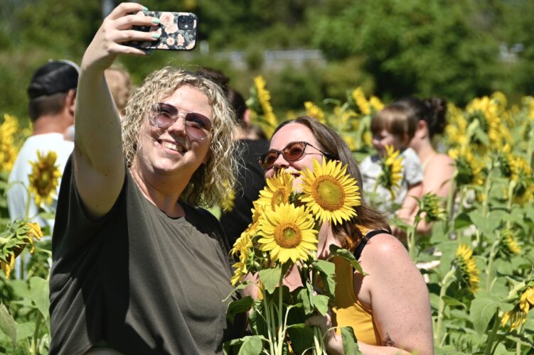 Sunflower Festival returns to Today Farm for fifth year | News, Sports ...